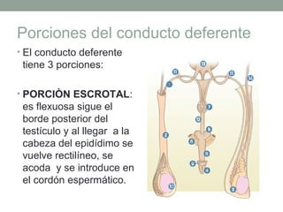 Genitales masculinos | PPT