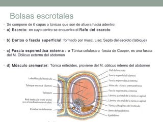 Genitales masculinos | PPT