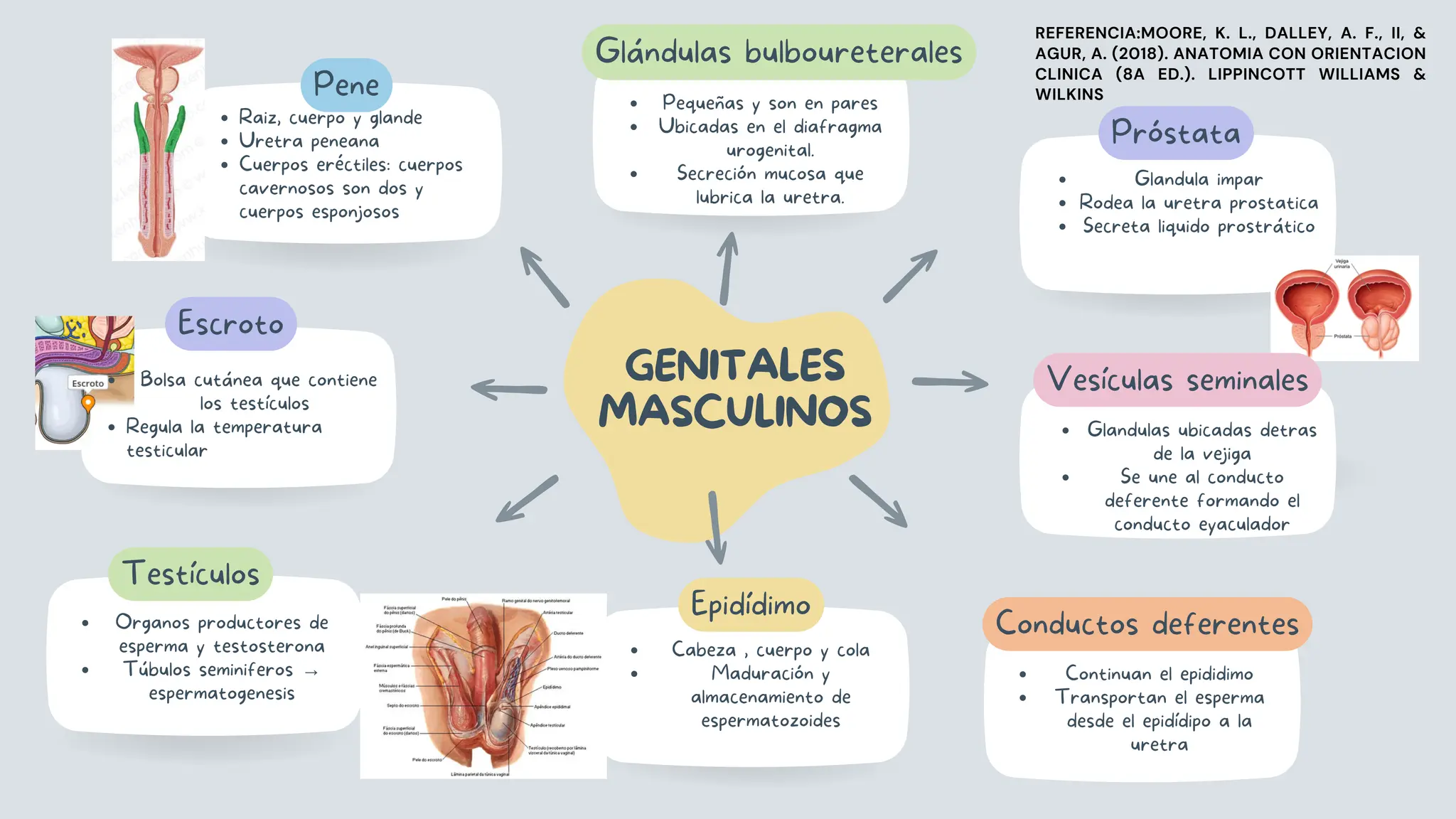 Genitales Masculino anatomia clinica moore | PDF
