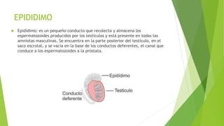SEMIOLOGIA - Genitales masculino y femenino | PPTX