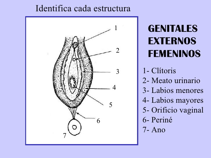 Genitales Progénesis