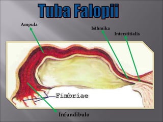 Genitalia interna wanita | PPT