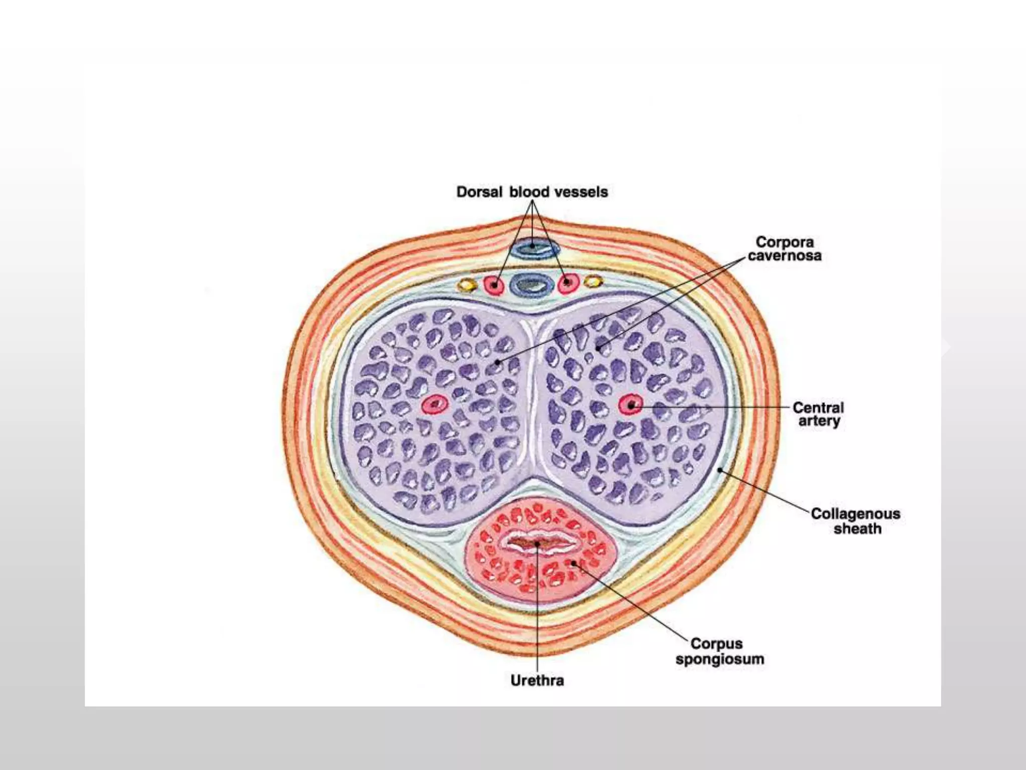 Genitalia masculina | PPT