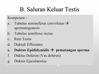 Genitalia masculina | PPT