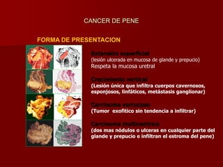 GENITAL MASCULINO UNSF SUCRE BOLIVIA.pdf