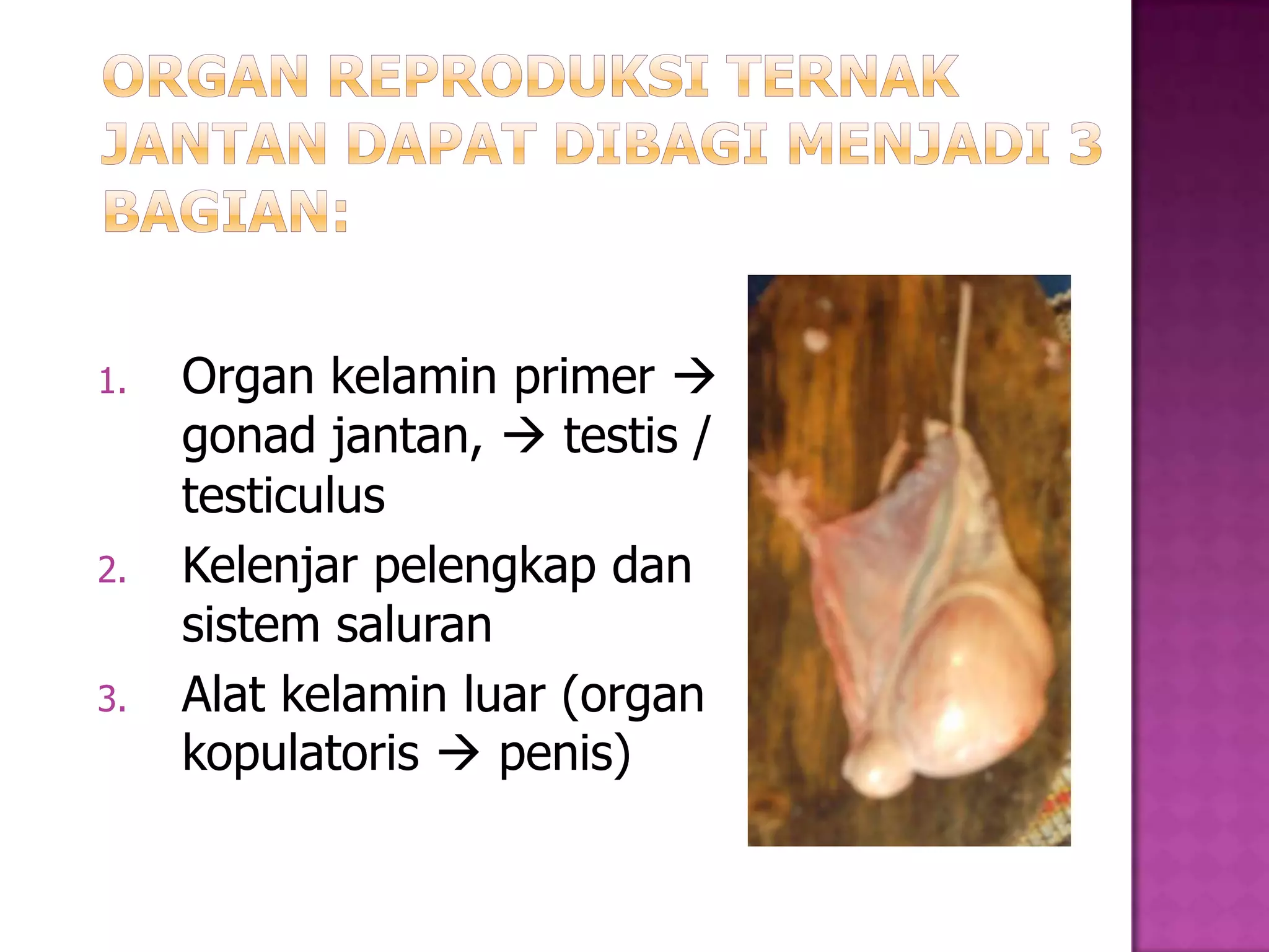 Genital organ in male | PPTX