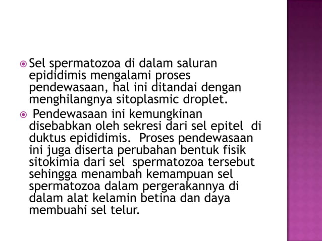 Genital organ in male | PPTX