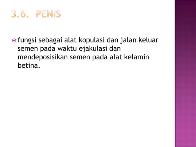 Genital organ in male | PPTX