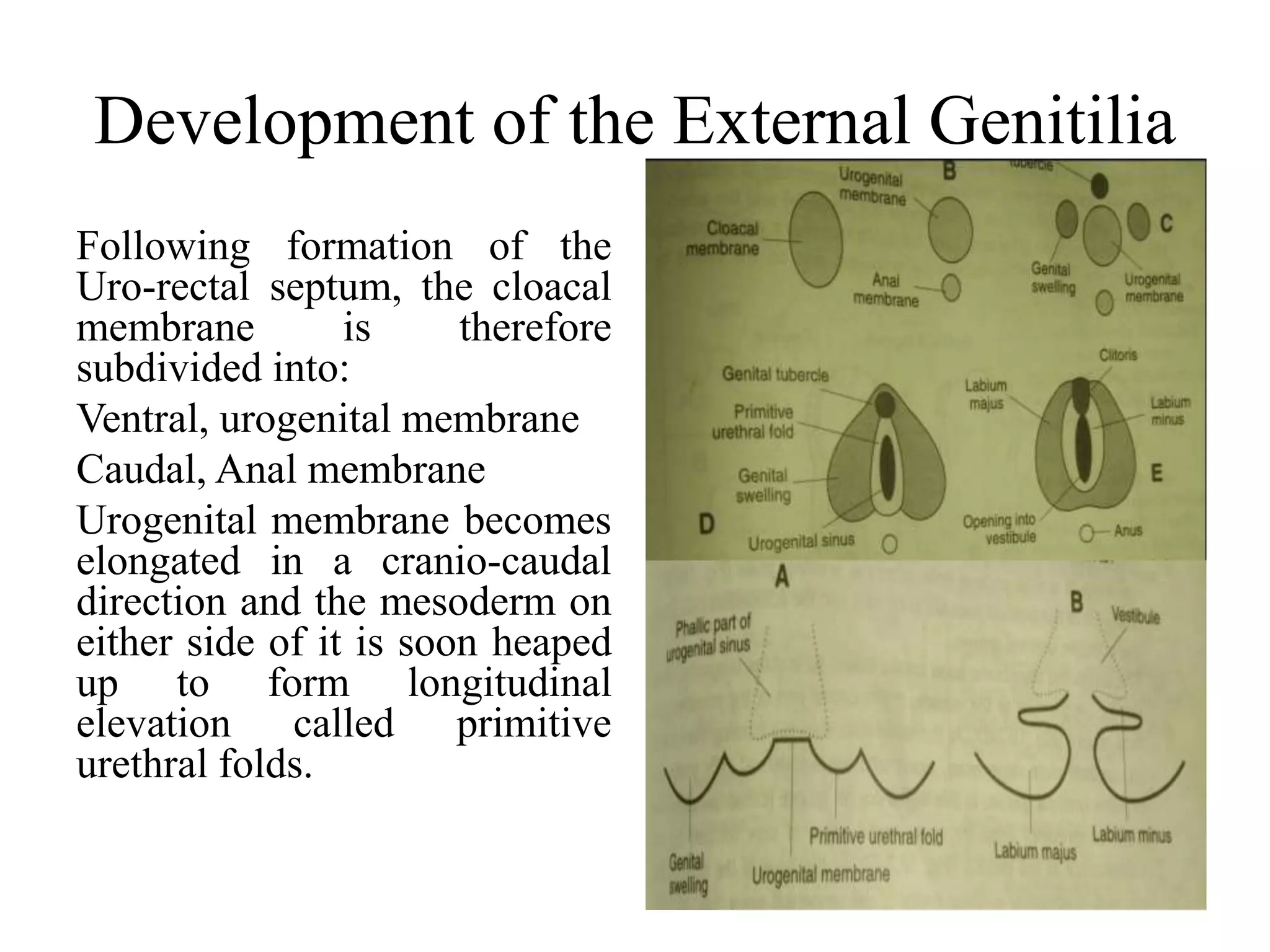 Genital system 2206.pptx