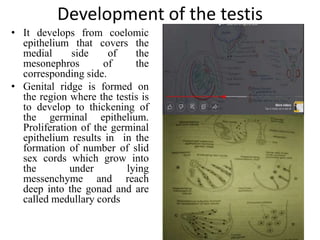 Genital system 2206.pptx