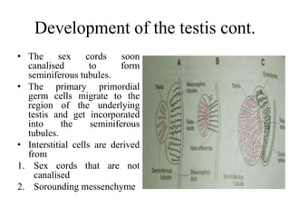 Genital system 2206.pptx
