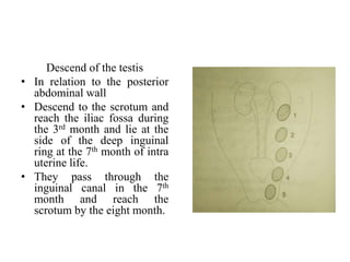 Genital system 2206.pptx
