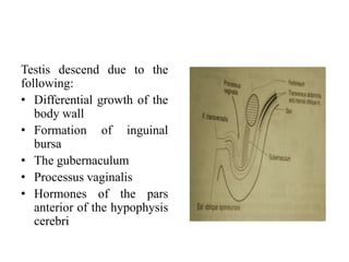 Genital system 2206.pptx