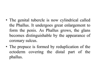 Genital system 2206.pptx