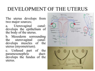 Genital system 2206.pptx