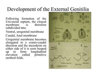 Genital system 2206.pptx