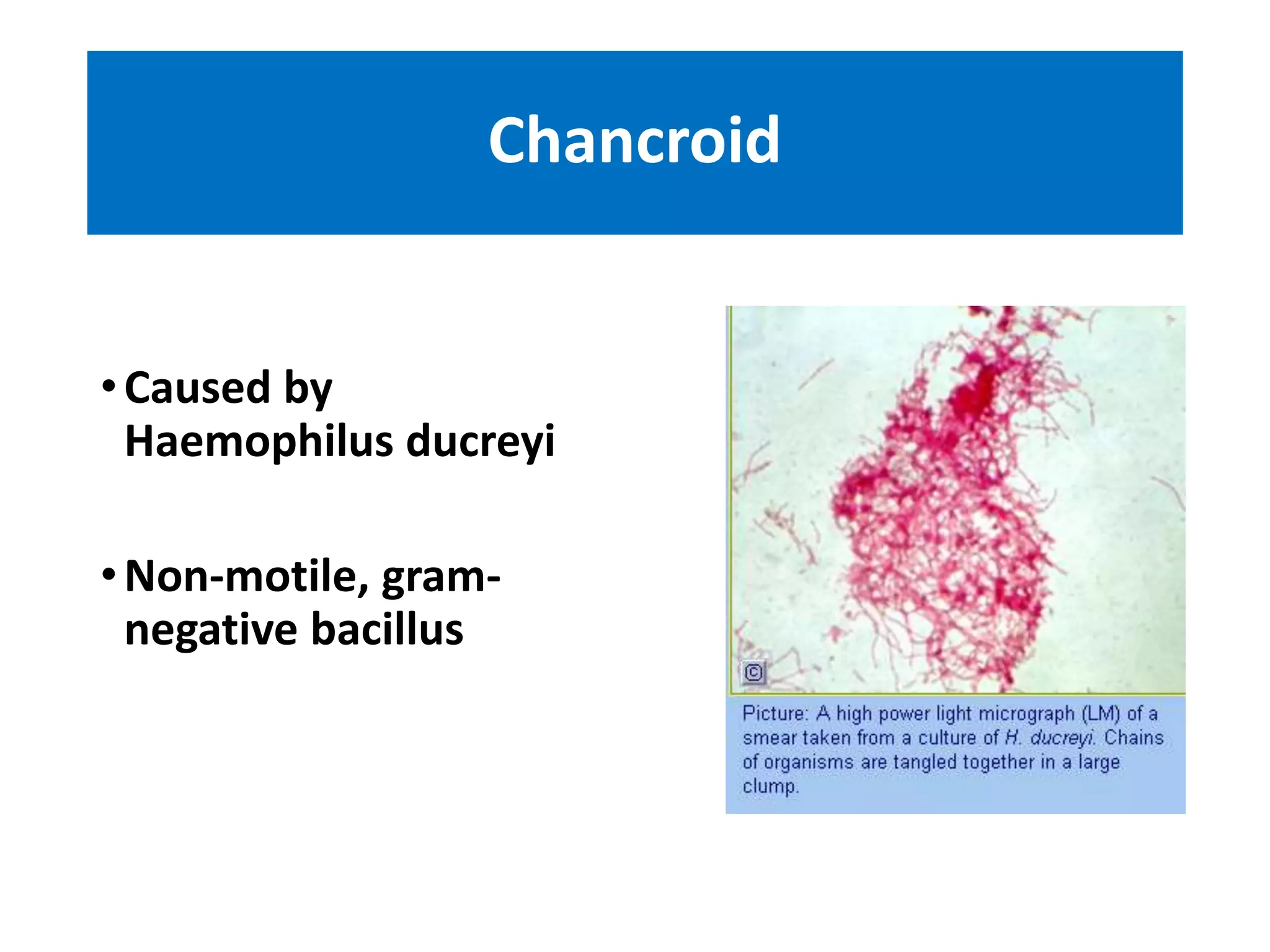 Genital ulcer syndro.pptx