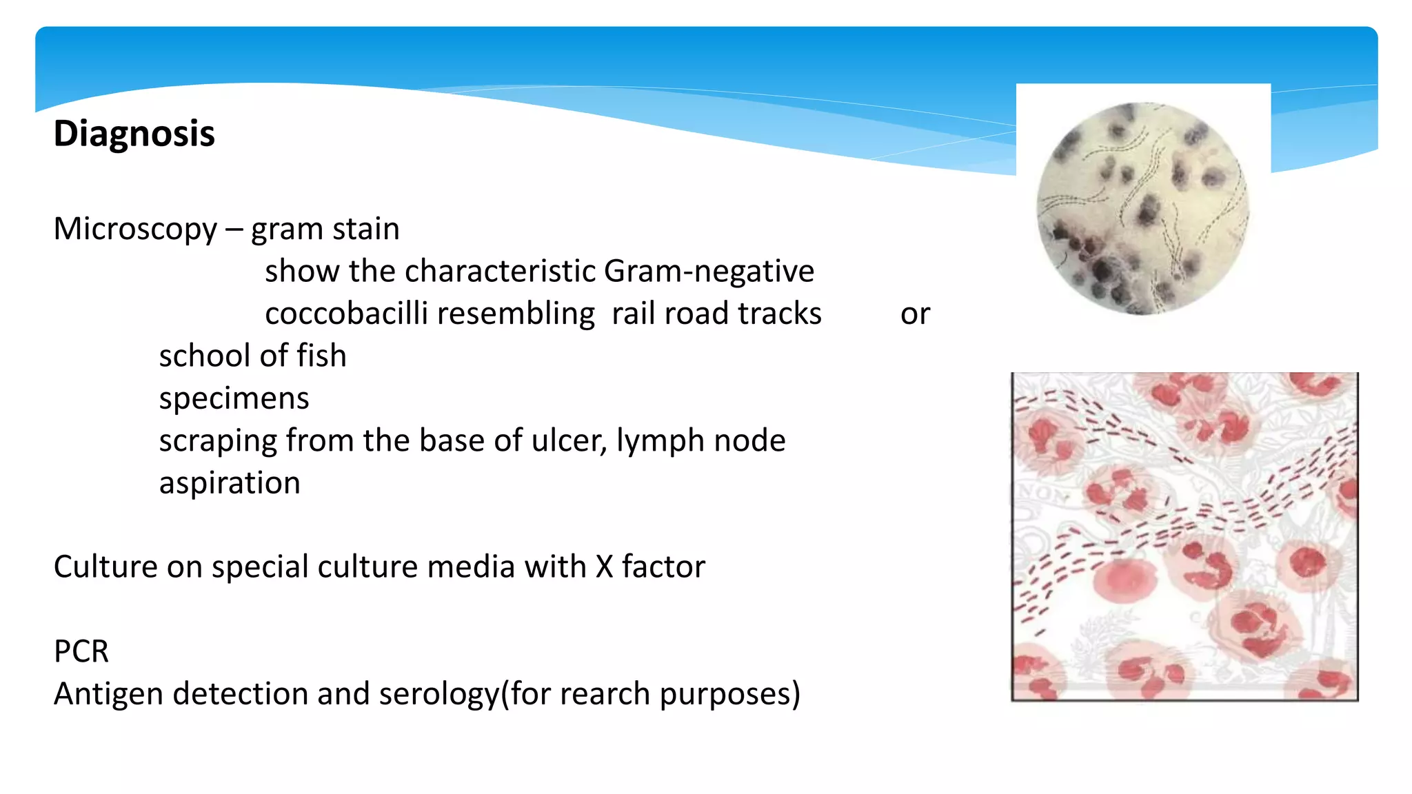 Genital ulcers | PPTX