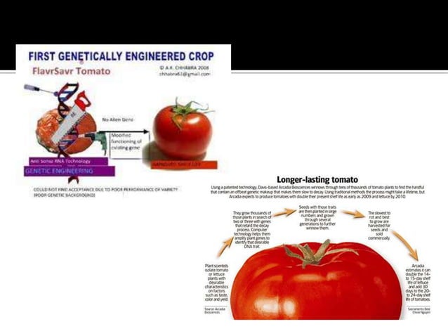 Genitically modified food (gmf) | PPTX | Agriculture | Industries