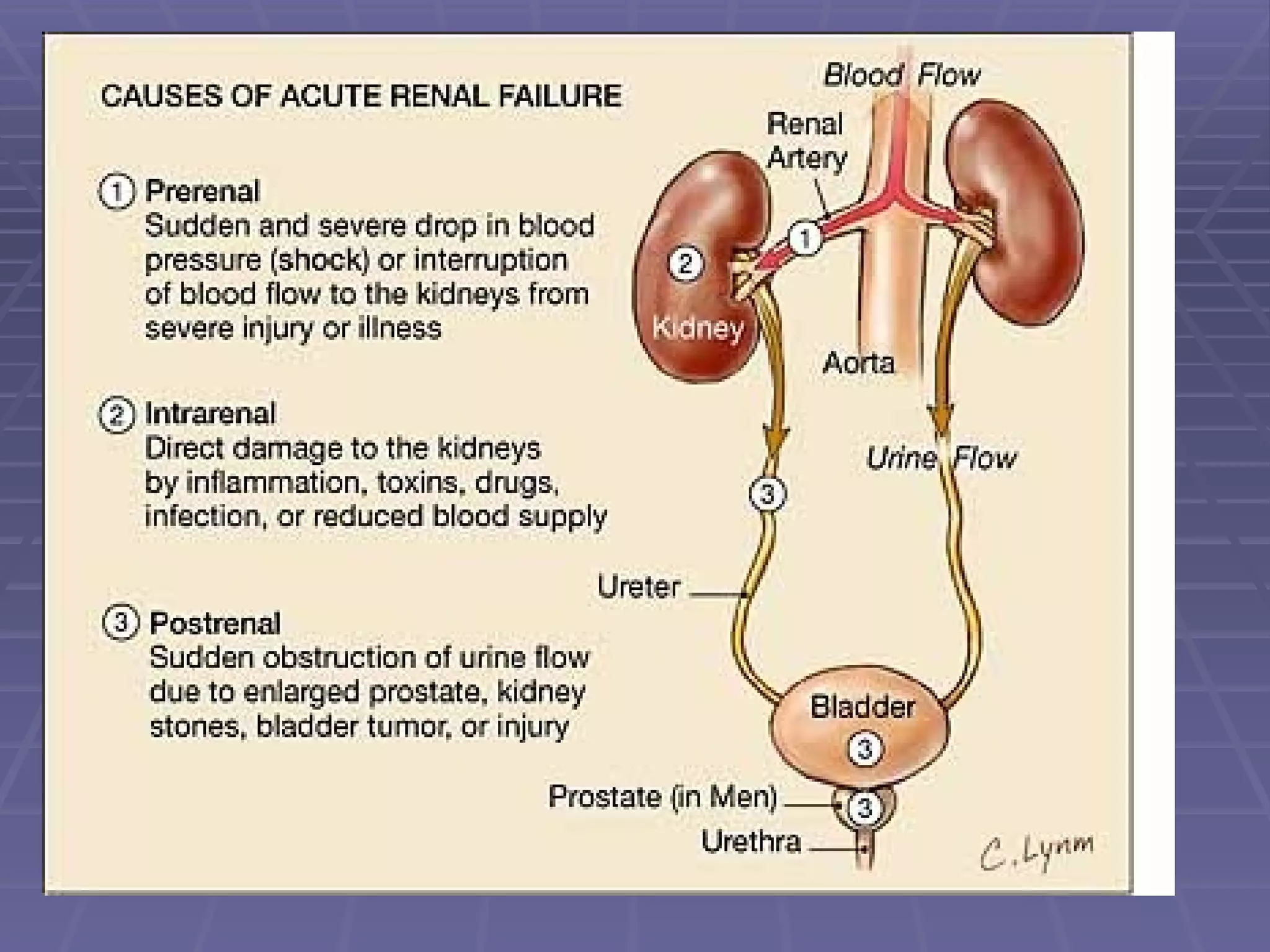 Genito Urinary System | PPT
