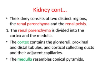 Nursing care Genito-Urinary disorder best of best last 1 edited.ppt