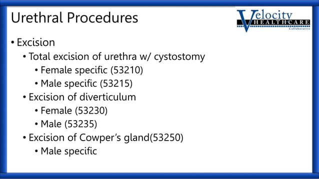 Genitourinary-Systems.pptx