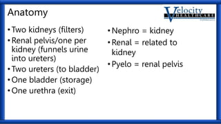 Genitourinary-Systems.pptx