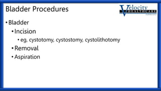 Genitourinary-Systems.pptx