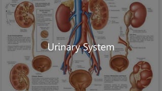 Genitourinary-Systems.pptx