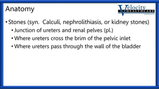 Genitourinary-Systems.pptx