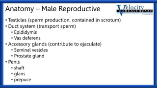 Genitourinary-Systems.pptx