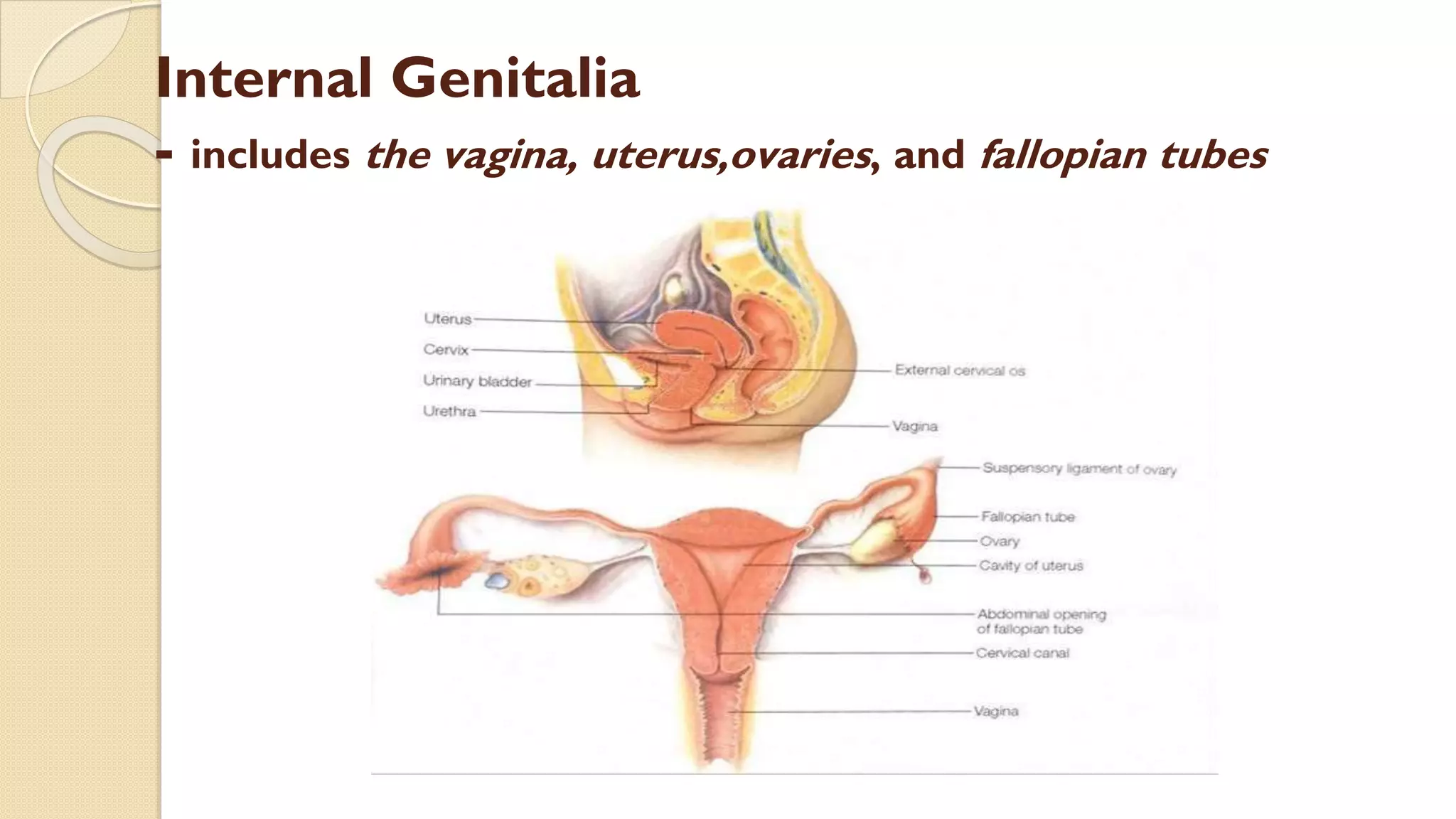 Genitourinary Assessment.pptx