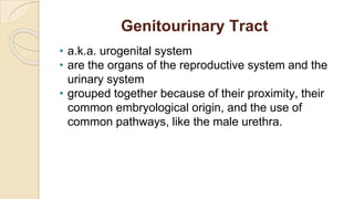 Genitourinary Assessment.pptx