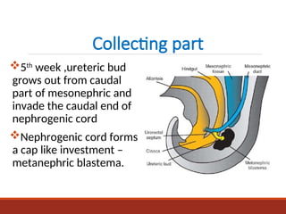 Embryology of the Genitourinary system with Radiological Correlation | PPT