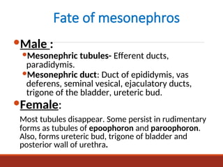 Embryology of the Genitourinary system with Radiological Correlation | PPT
