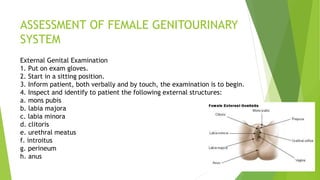Genitourinary Examination.pptx