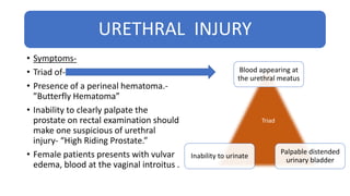 Trauma to Urinary Tract/ Urinary Tract Injury | PPTX