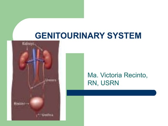 Genitourinary System | PPT