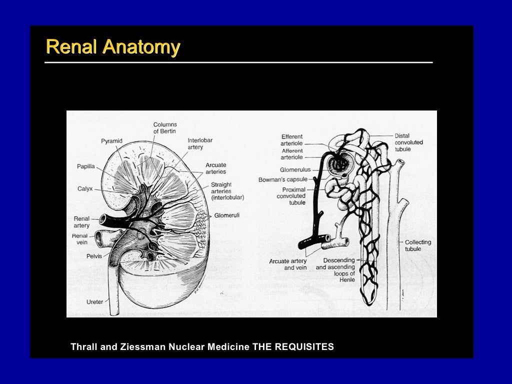 Genitourinary system