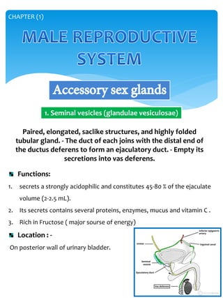 Genitourinary system | PDF