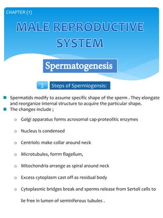 Genitourinary system | PDF