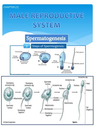 Genitourinary system | PDF
