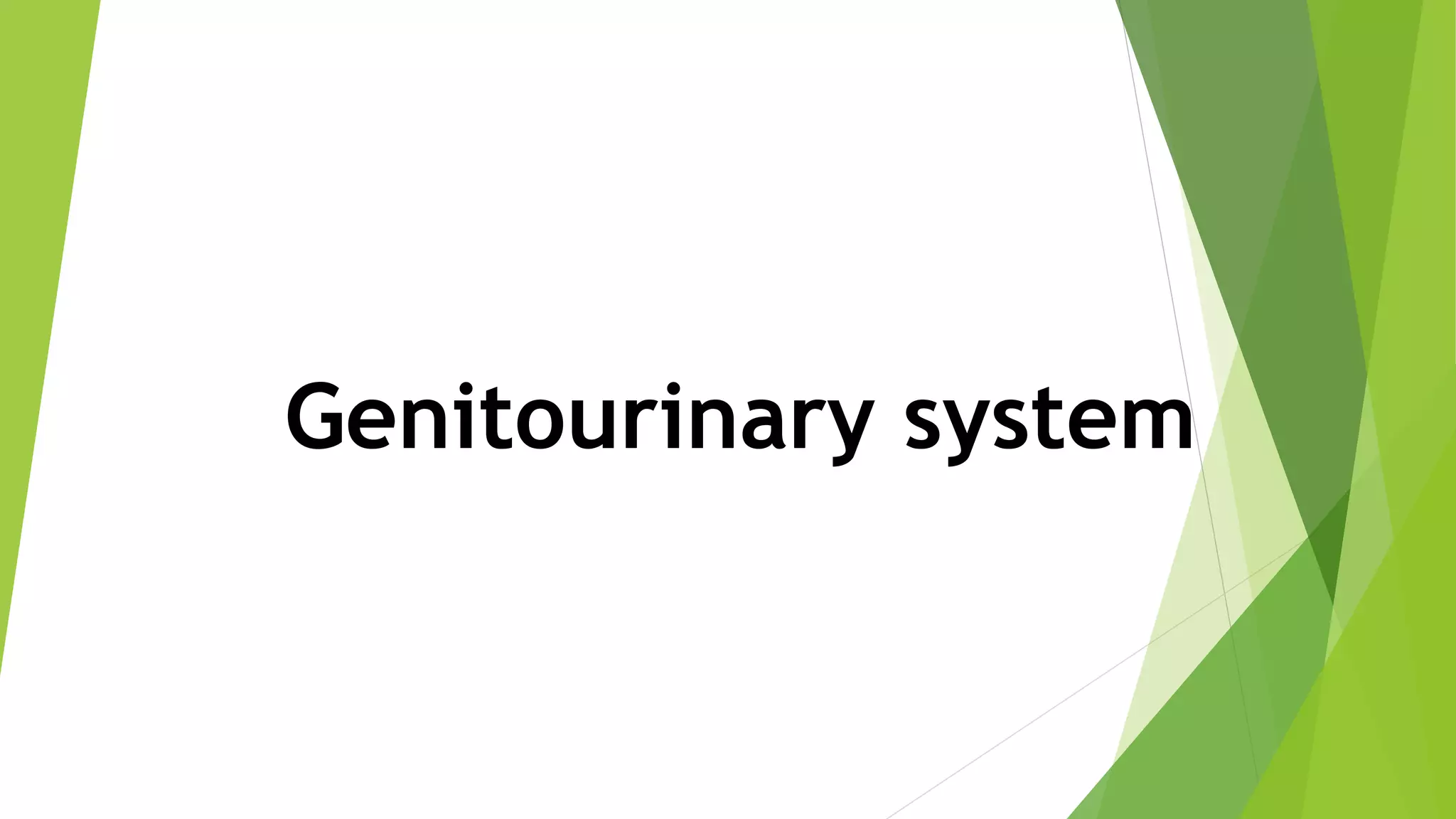 Genitourinary system.pptx