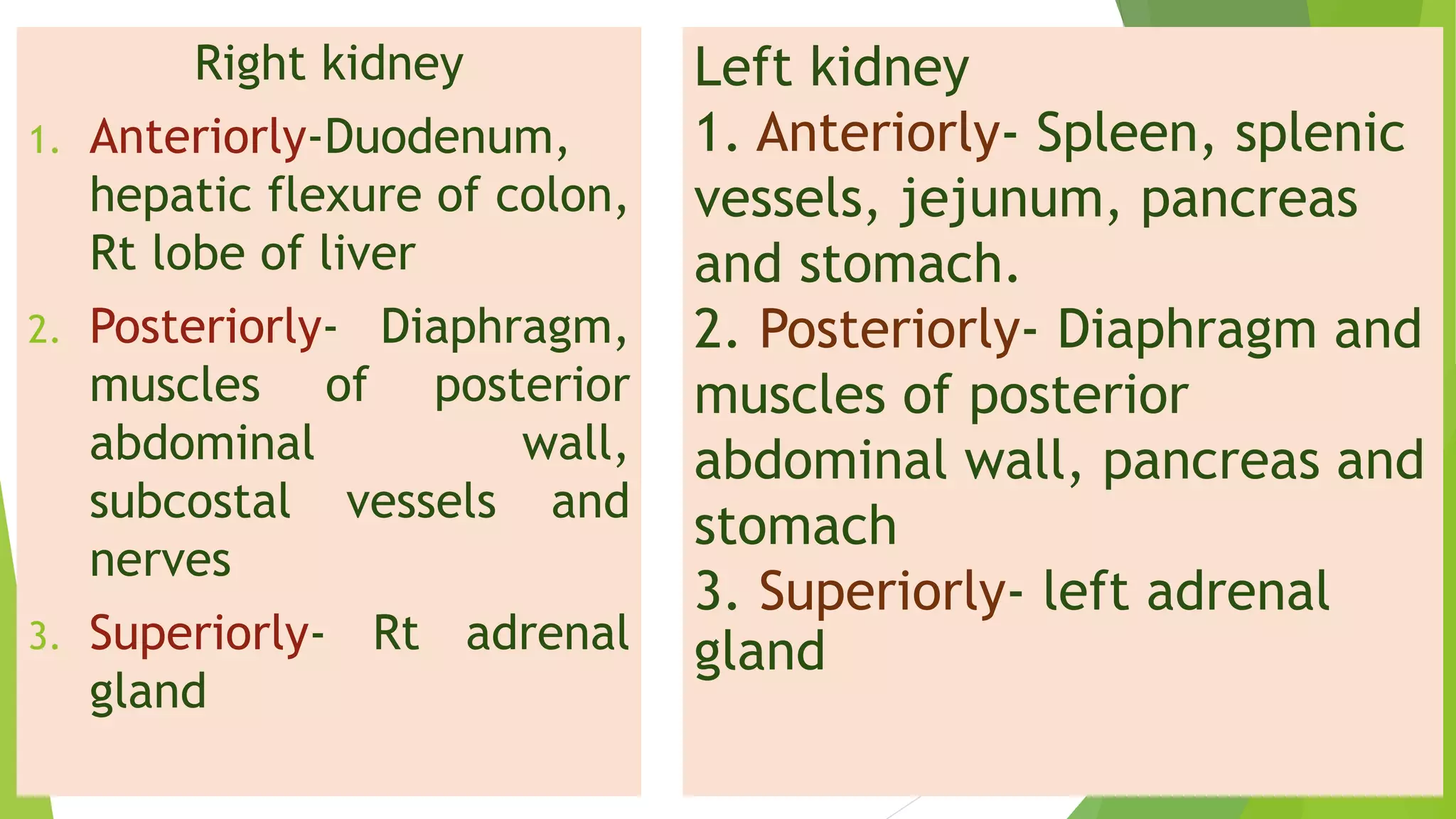 Genitourinary system.pptx
