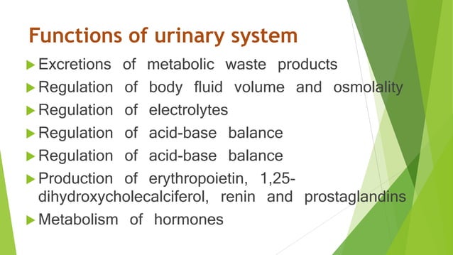 Genitourinary system.pptx | Endocrine and Metabolic Diseases | Diseases ...