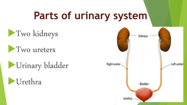 Genitourinary system.pptx | Endocrine and Metabolic Diseases | Diseases ...