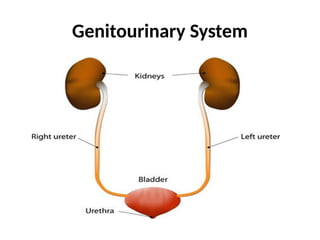Genitourinary System .pptx info about organs of humans | PPT