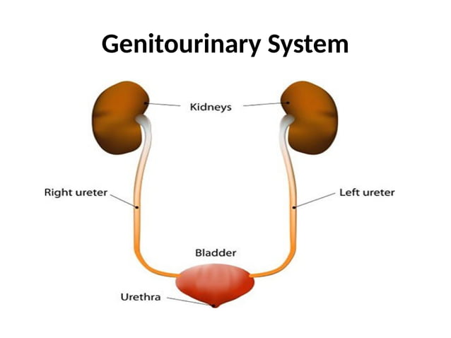 Genitourinary System .pptx info about organs of humans | PPT