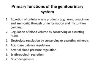 Genitourinary System .pptx info about organs of humans | PPT