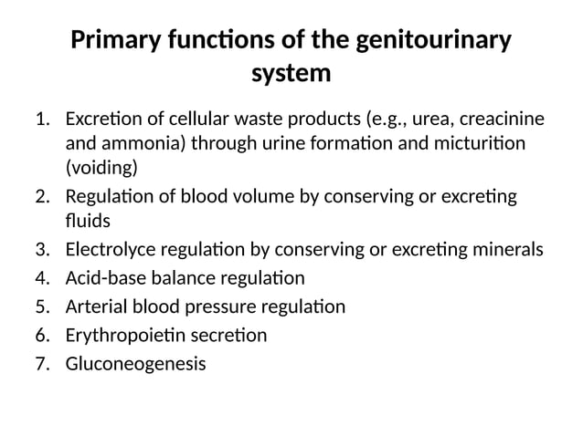 Genitourinary System .pptx info about organs of humans | PPT